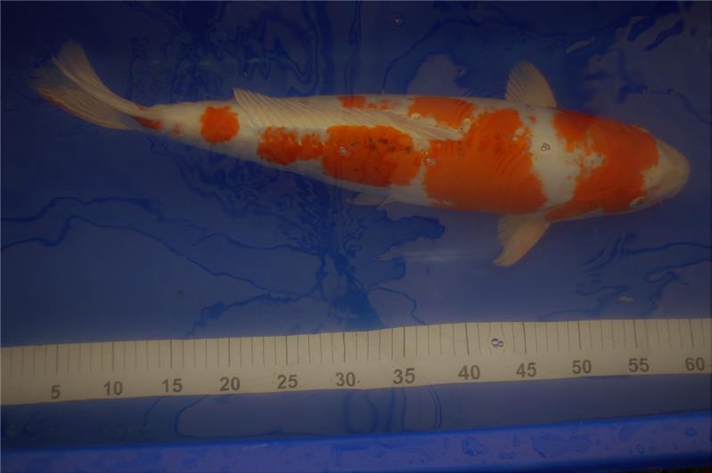 Jumbo koi : Soragoi, Platinum ogon, Yamabuki, Tancho, Hariwake ...